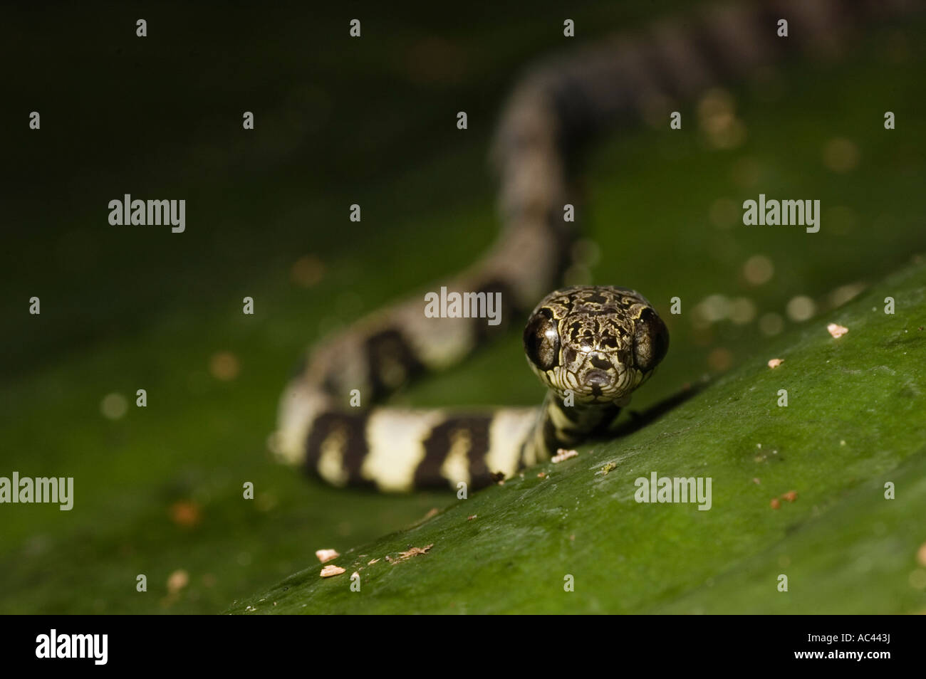 big headed snail eating snake in the amazon rainforest ecuador Stock ...