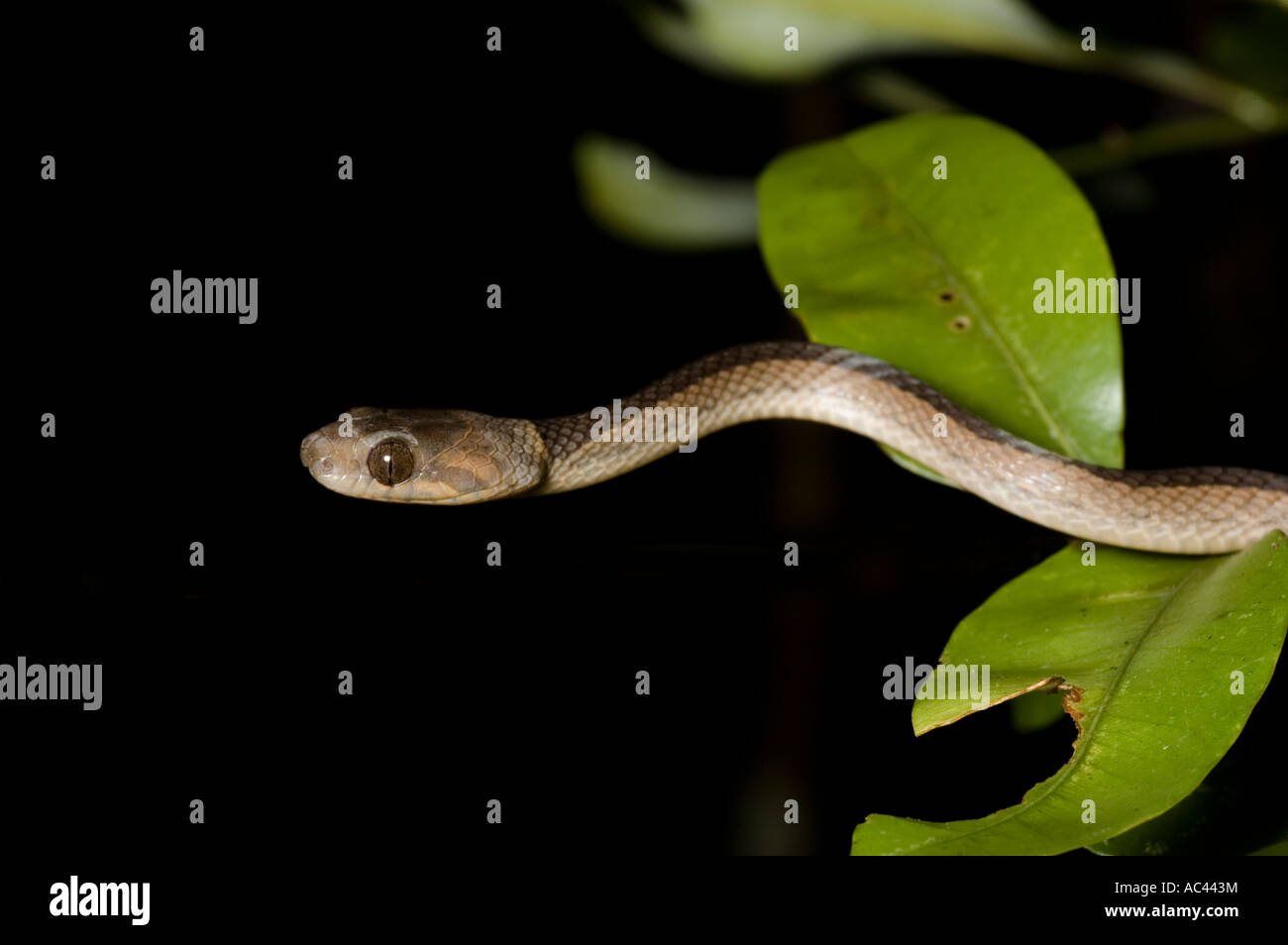 Amazon Forest Snakes