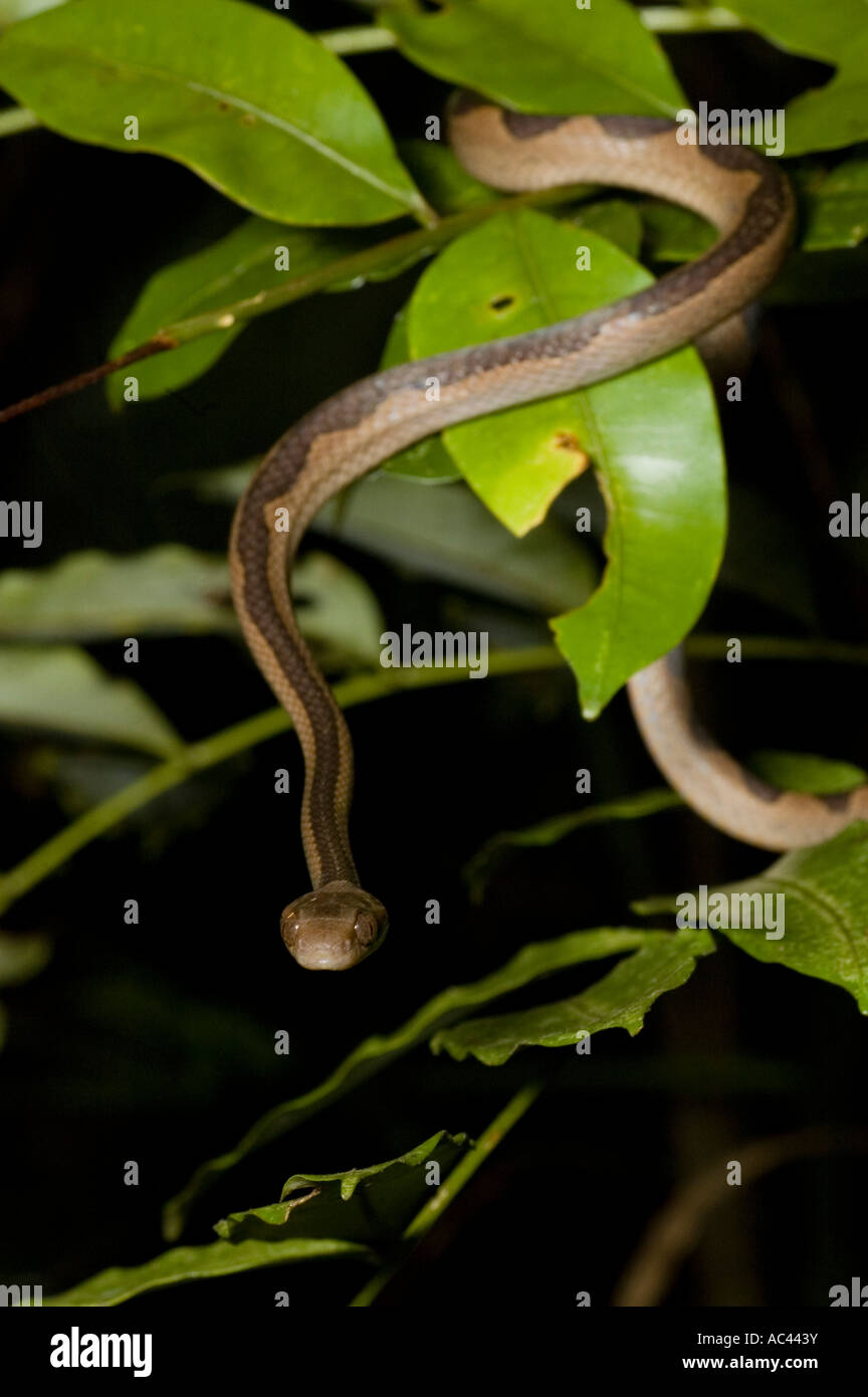 common cat eyed snake in a tree in the amazon rainforest ecuador Stock ...