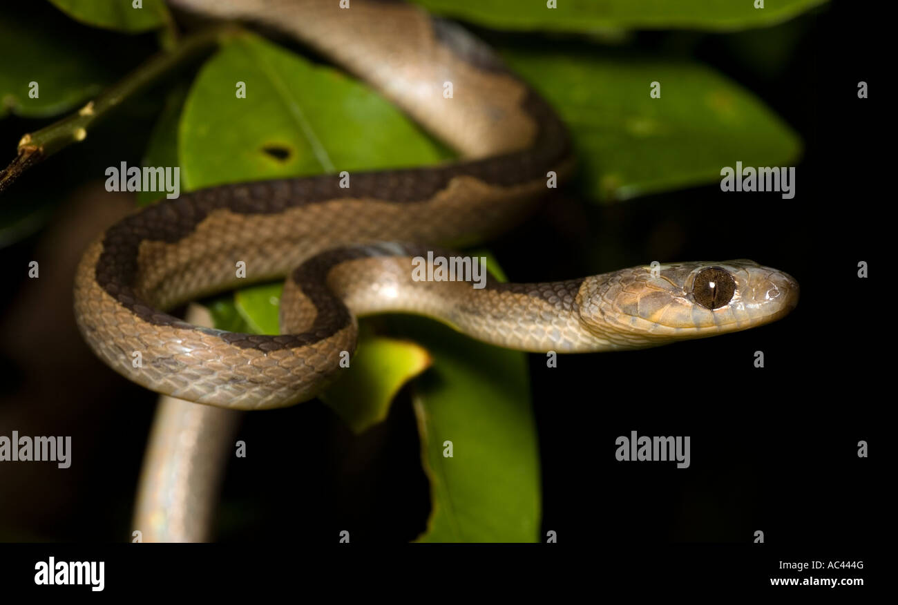 Amazon Rainforest Snakes