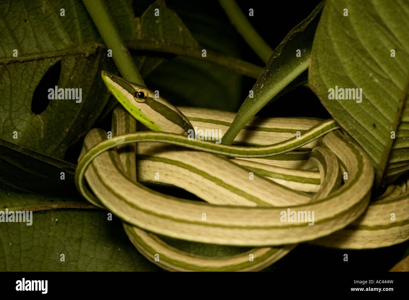 green striped vine snake in the amazon rain forest ecuador Stock Photo ...