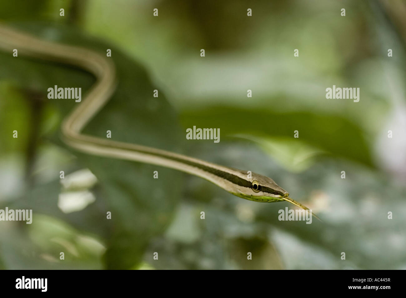 green striped vine snake in the amazon rainforest ecuador Stock Photo ...