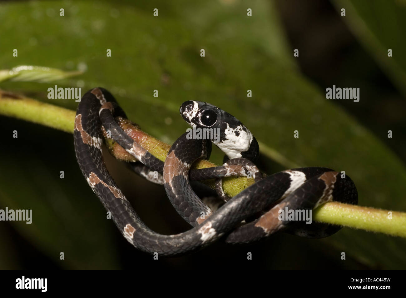 ornate snail eating snake coiled around a branch in the amazon ...