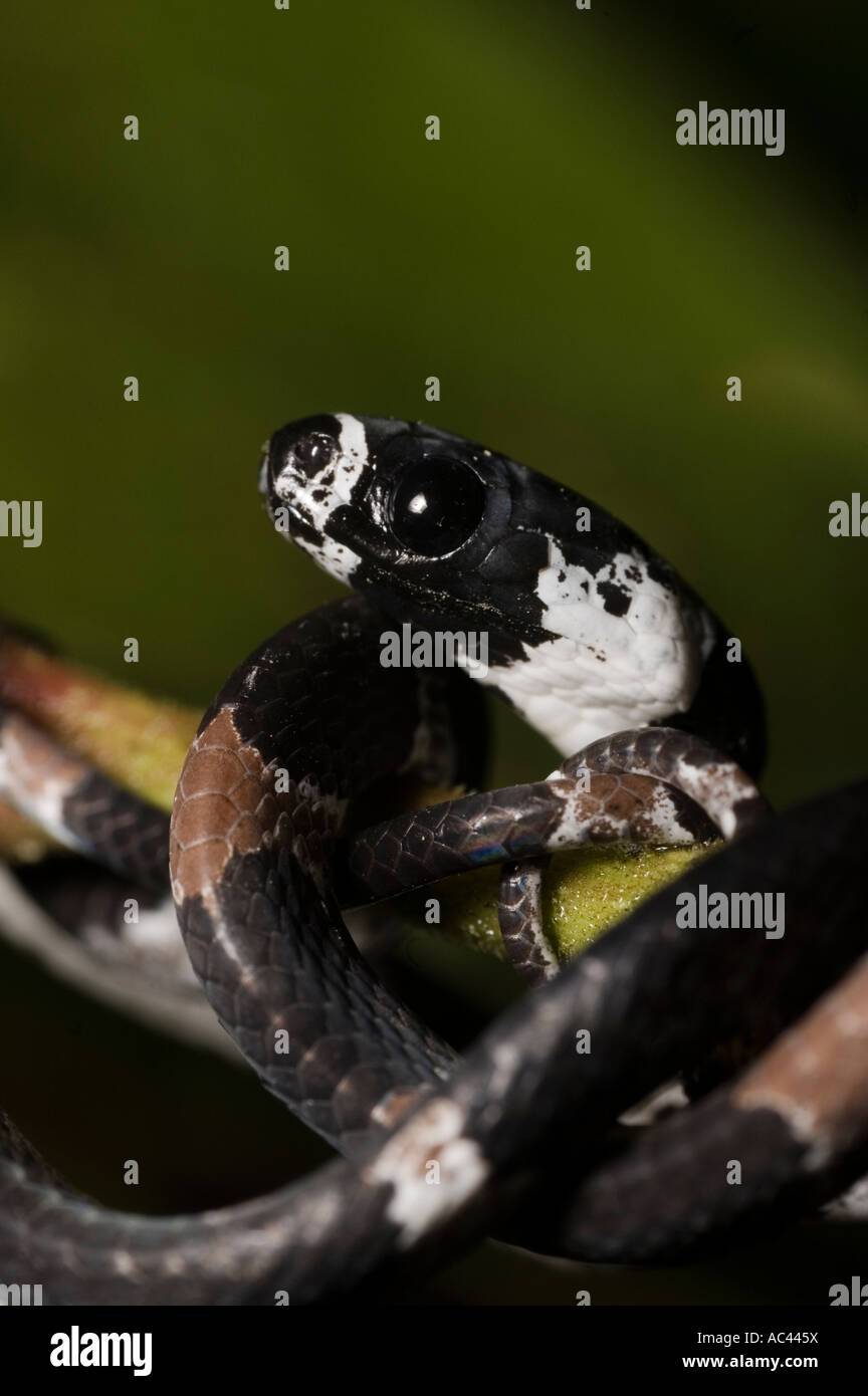 ornate snail eating snake coiled around a branch in the amazon ...