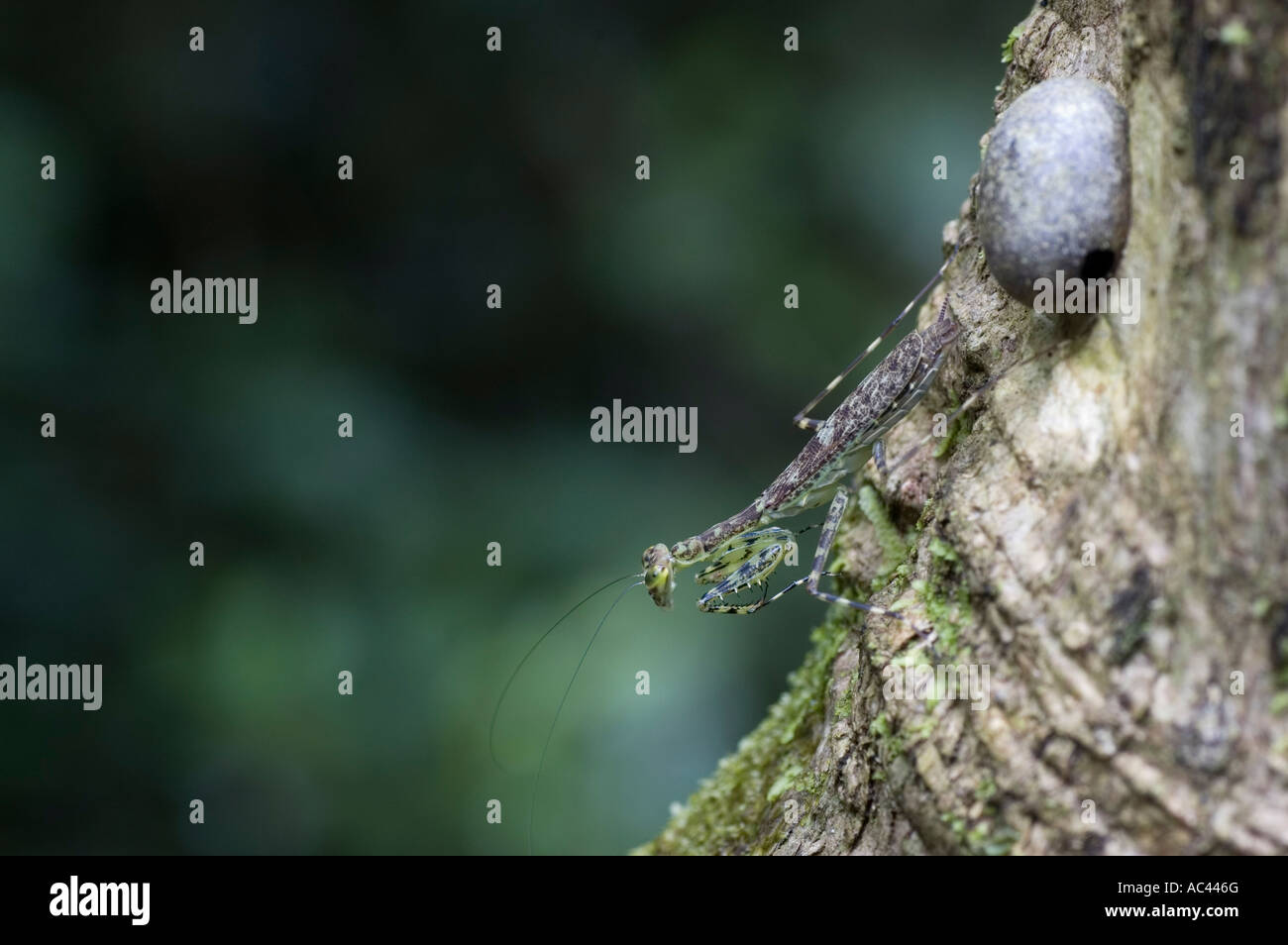 Camoflaged insect hi-res stock photography and images - Alamy