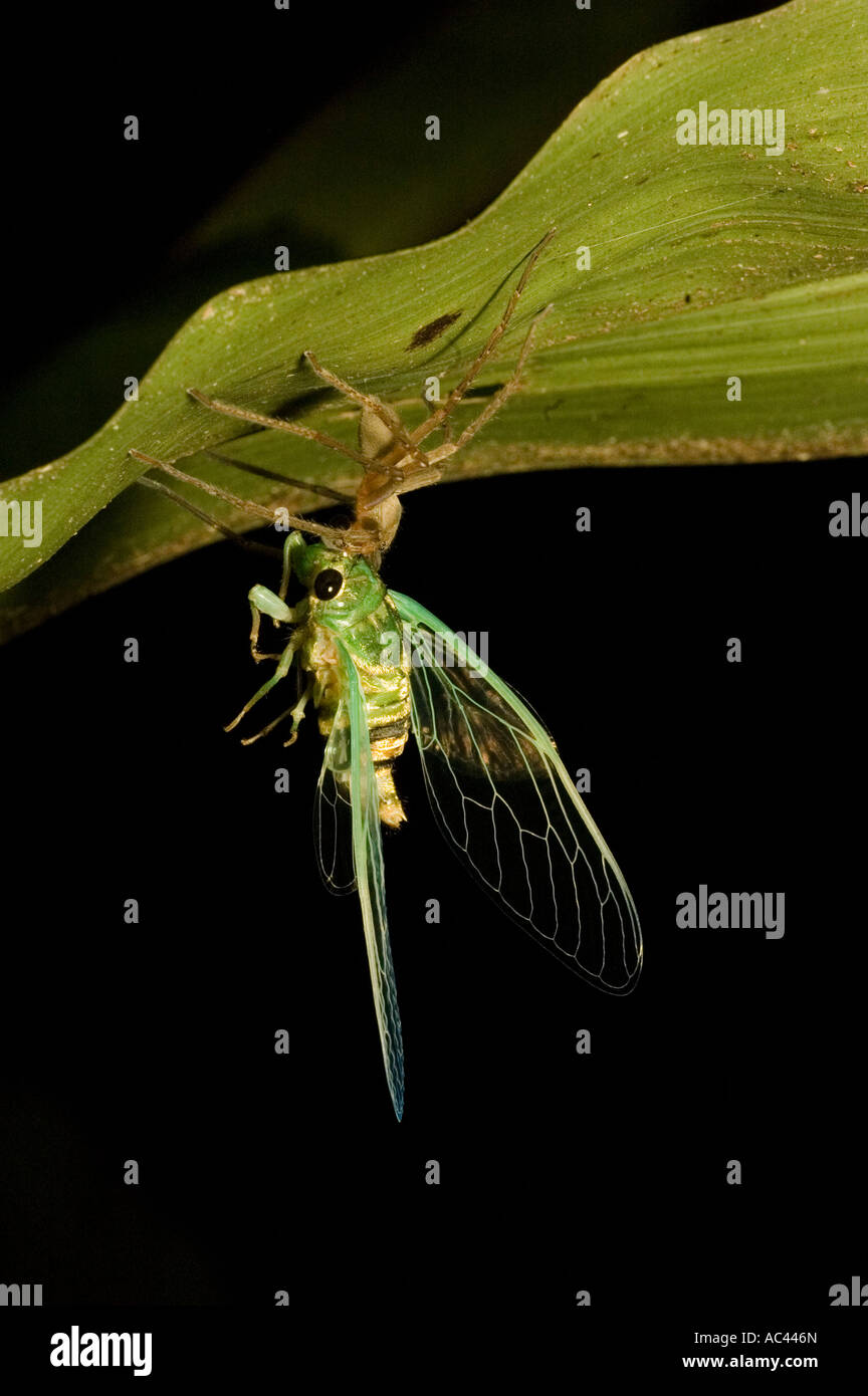 A spider catches a cicada that is much bigger than it Stock Photo - Alamy