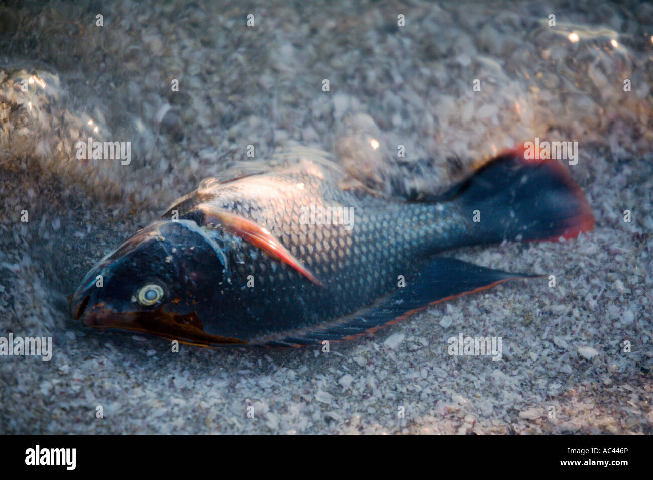 Dead fish on the beach of the Salton sea Stock Photo - Alamy