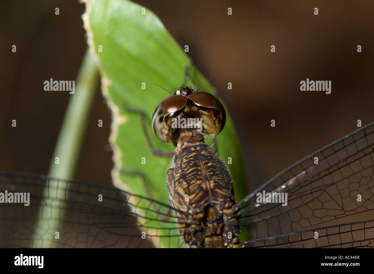 Amazon forest dragon hi-res stock photography and images - Alamy