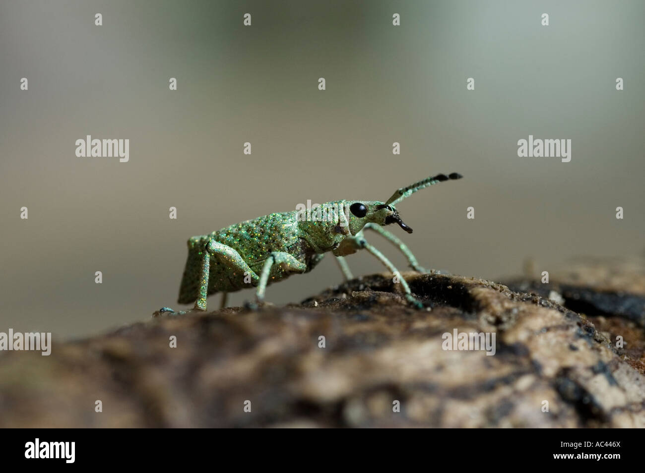 green shiny weevil Stock Photo - Alamy