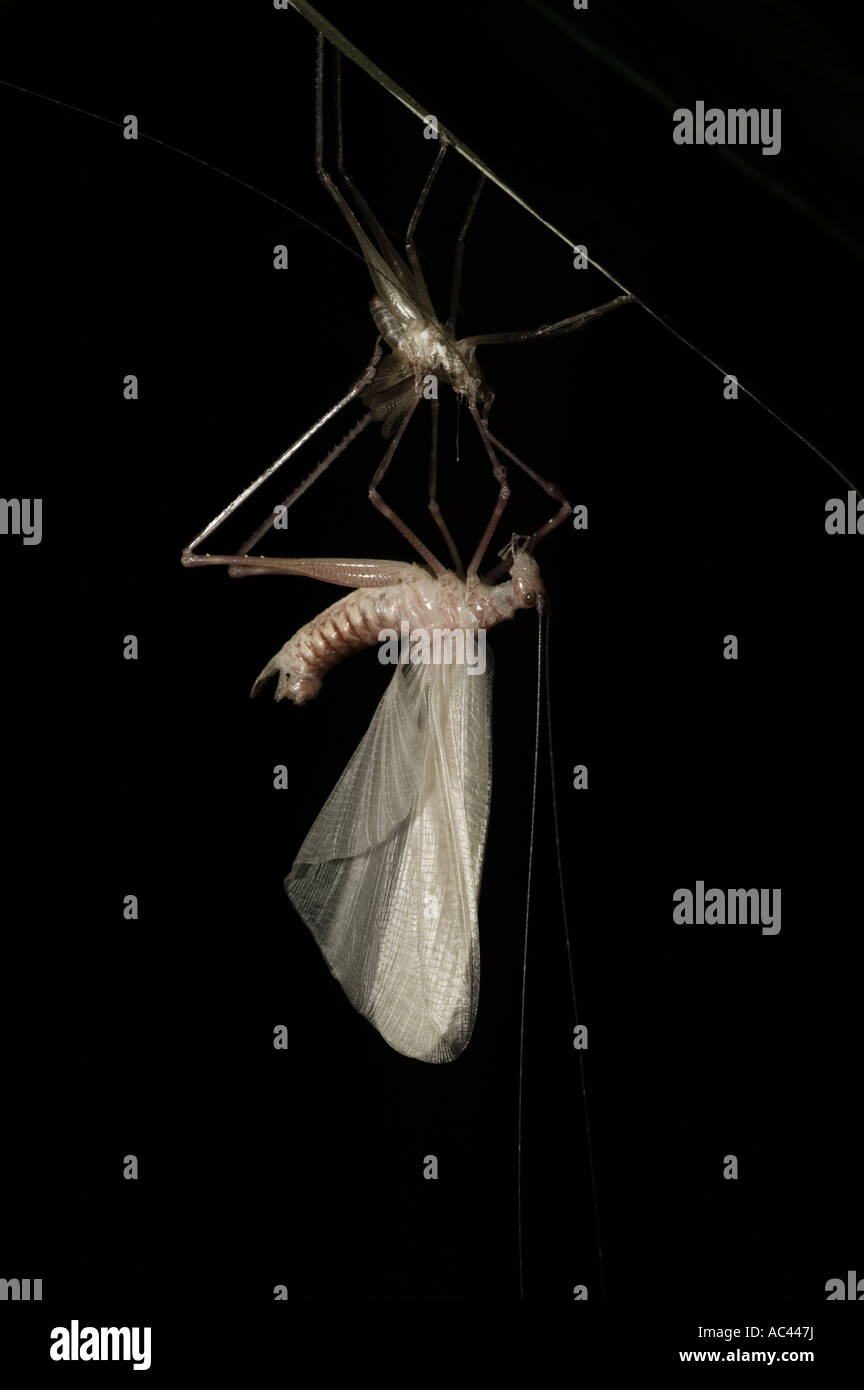 Cricket shedding hi-res stock photography and images - Alamy