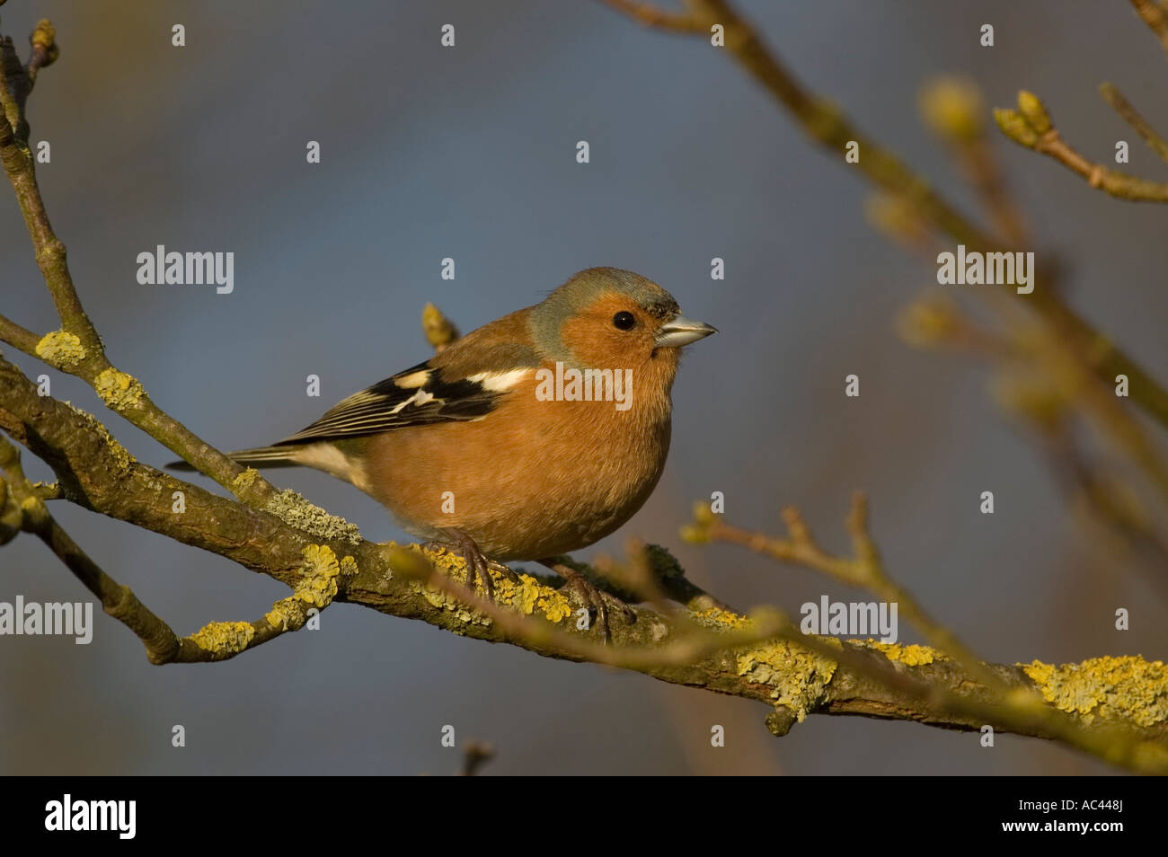 Sycamore tree bird hi-res stock photography and images - Alamy
