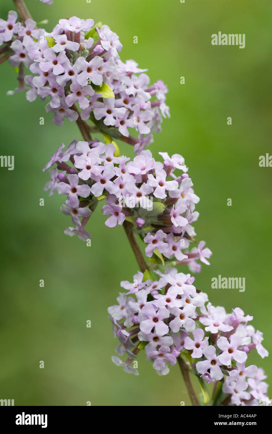 Purple budlea hi-res stock photography and images - Alamy