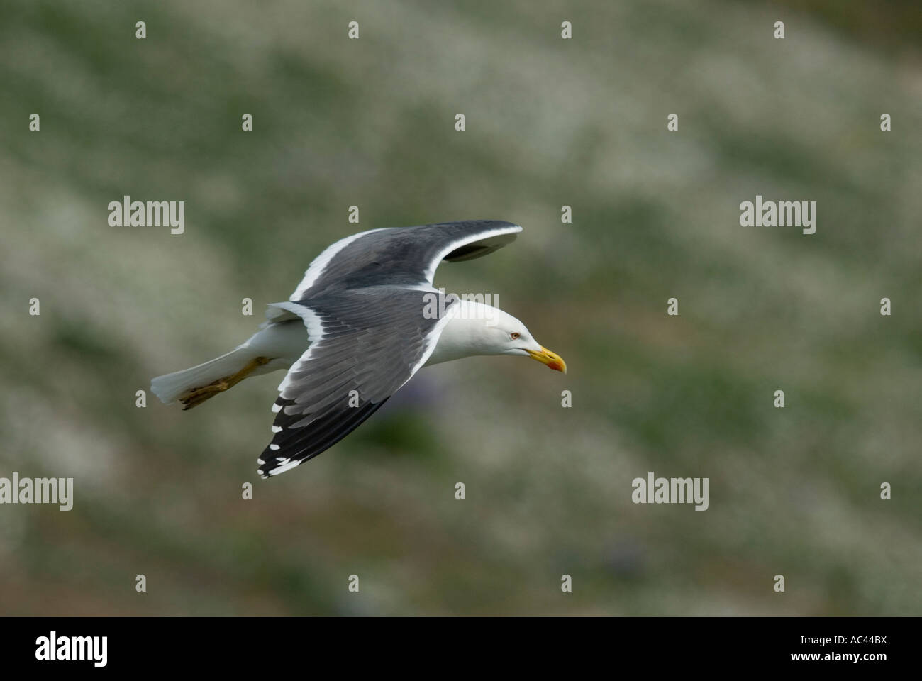 Gull in flight Stock Photo - Alamy