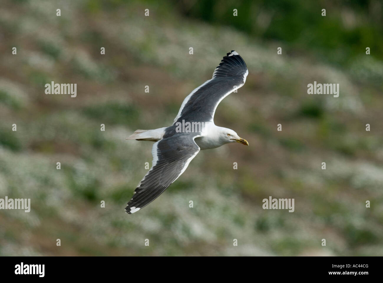 Gull in flight Stock Photo - Alamy
