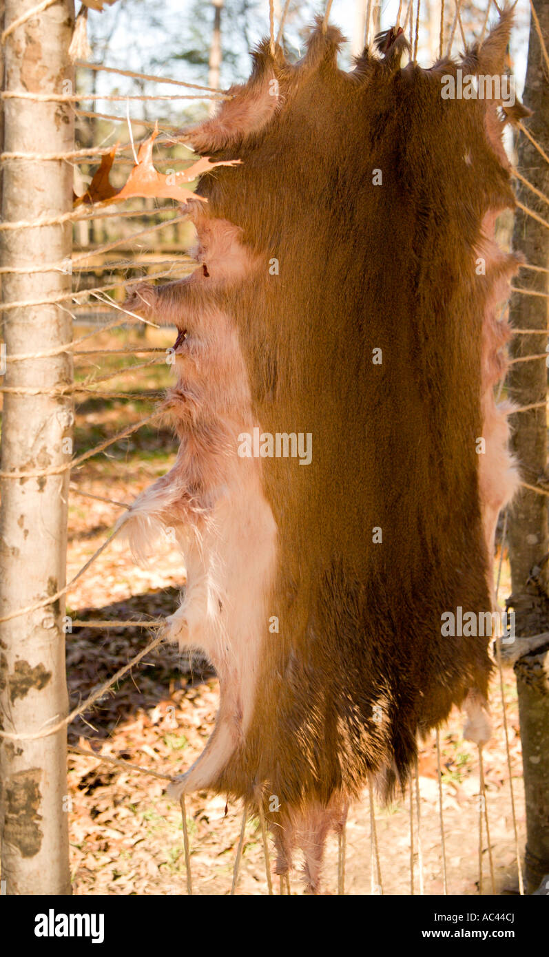 Drying hide in Indian village in Jamestown Stock Photo - Alamy