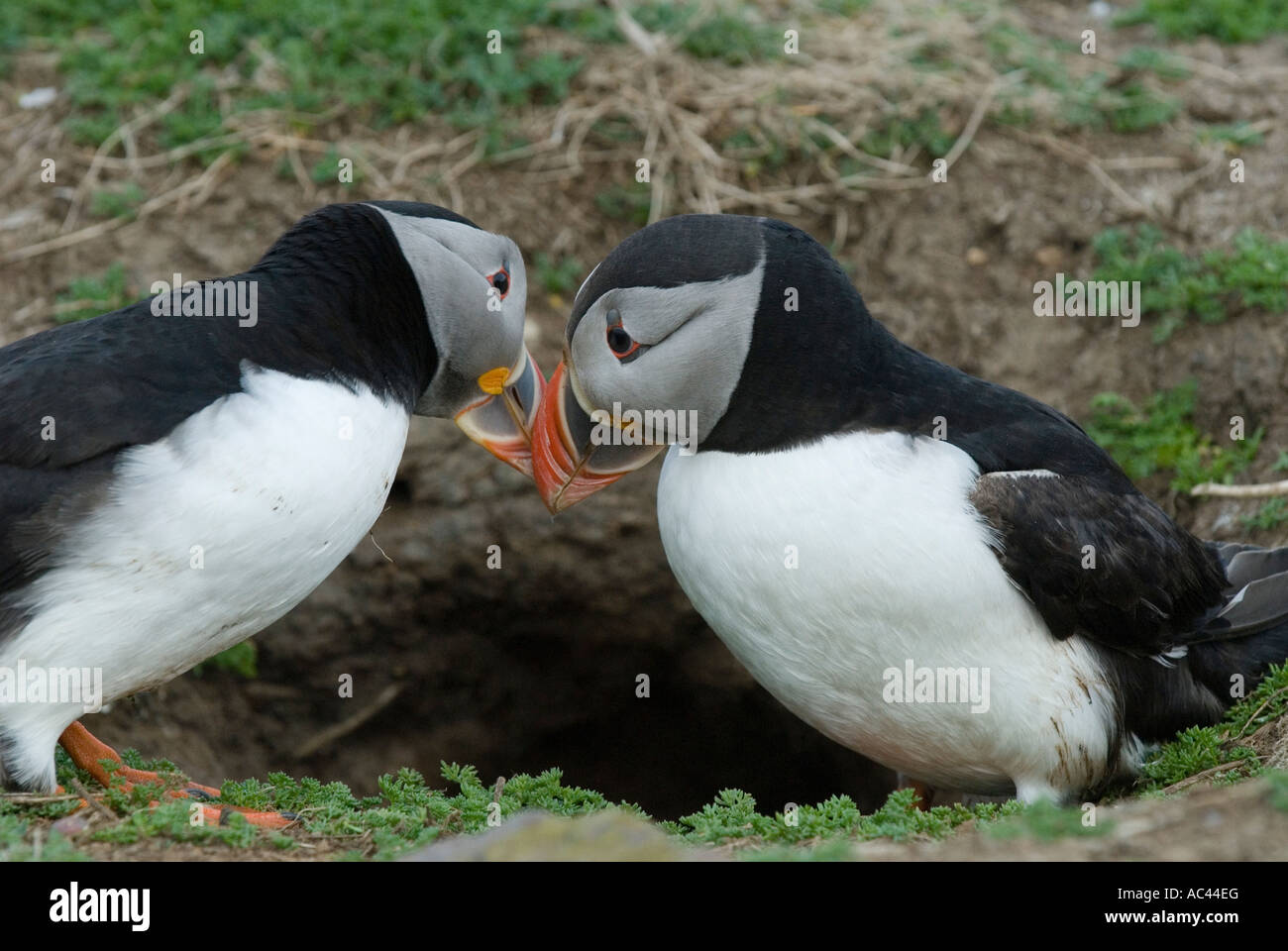 Puffins in bill tapping courtship Stock Photo - Alamy