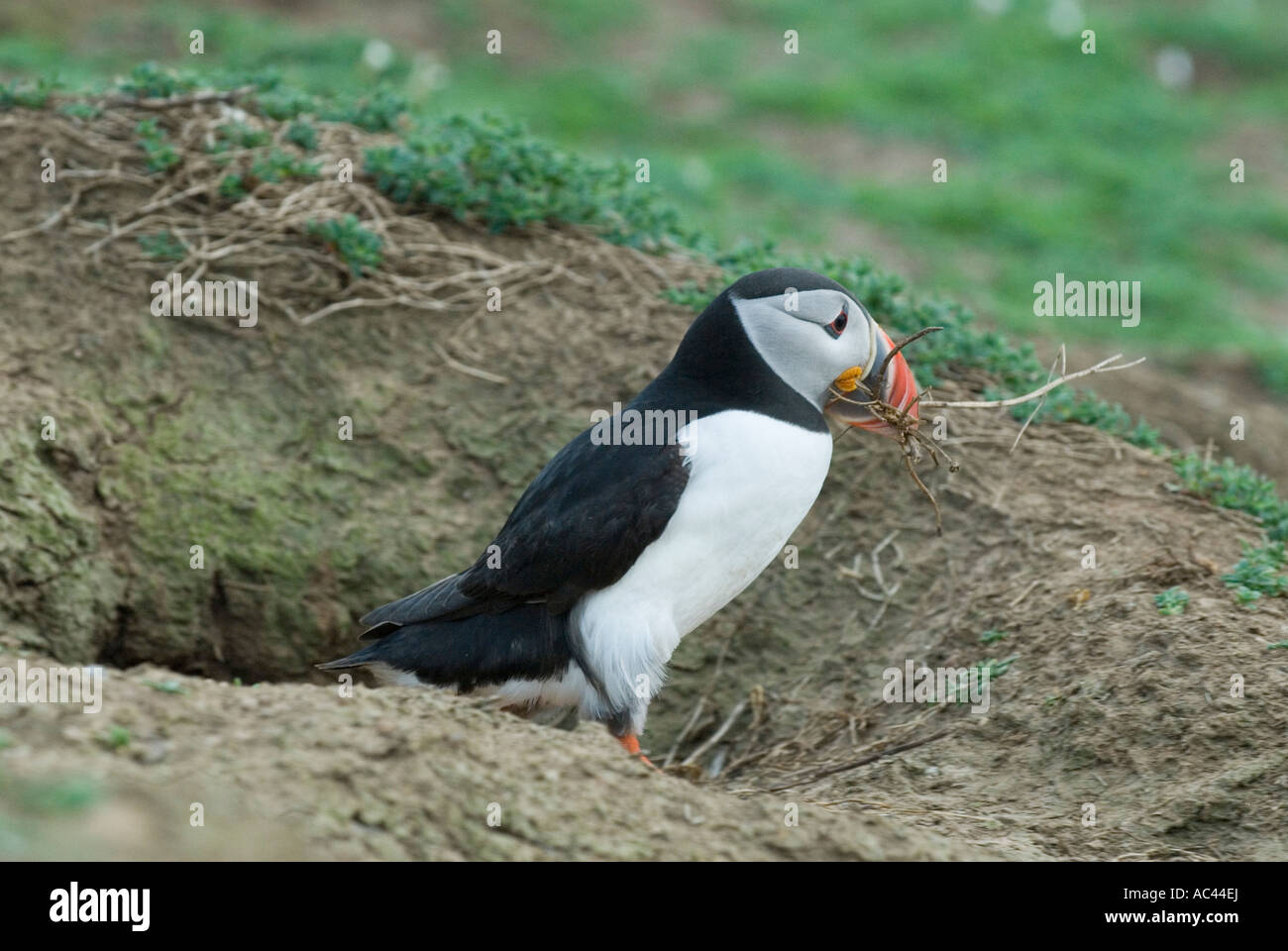 Puffin carrying nest material to burrow Stock Photo - Alamy