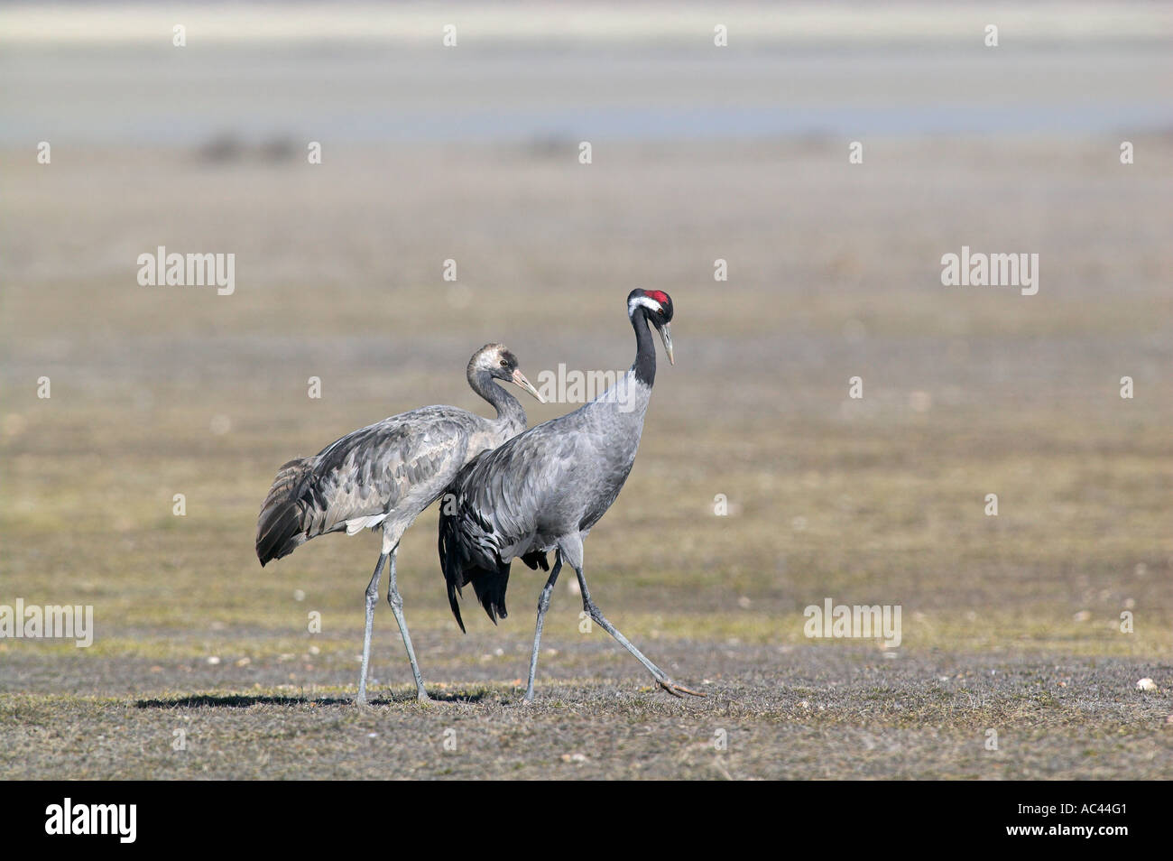 Common European Crane (Grus grus). Gallocanta, Spain Stock Photo - Alamy