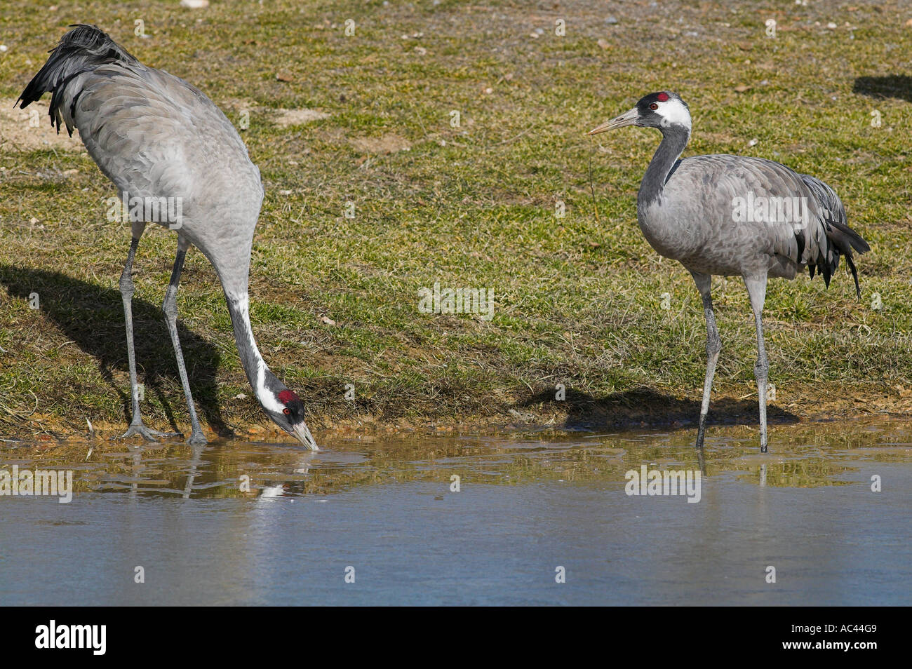 Common European Crane (Grus grus). Gallocanta, Spain Stock Photo - Alamy