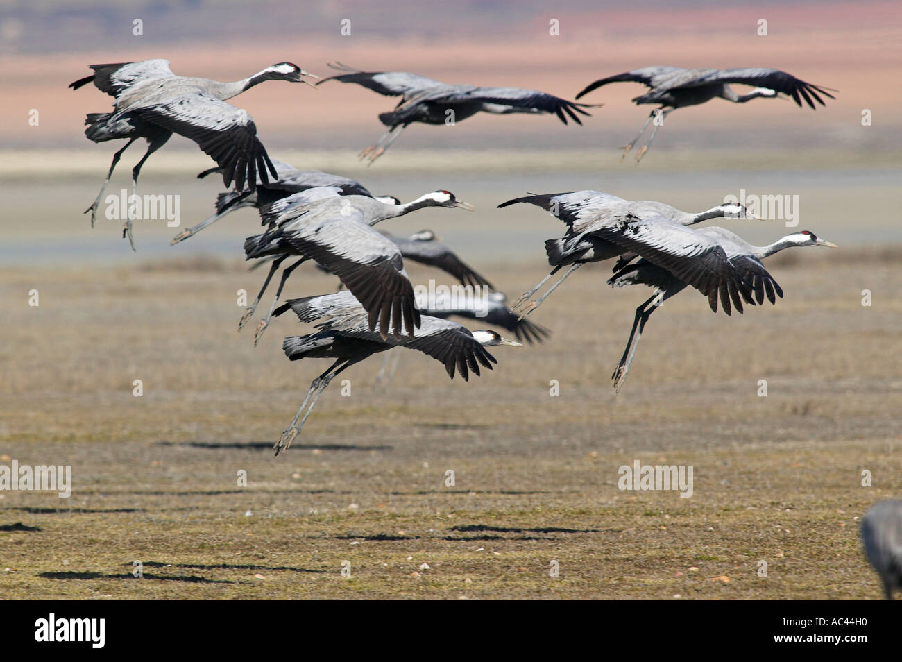Common European Crane (Grus grus). Gallocanta, Spain Stock Photo - Alamy