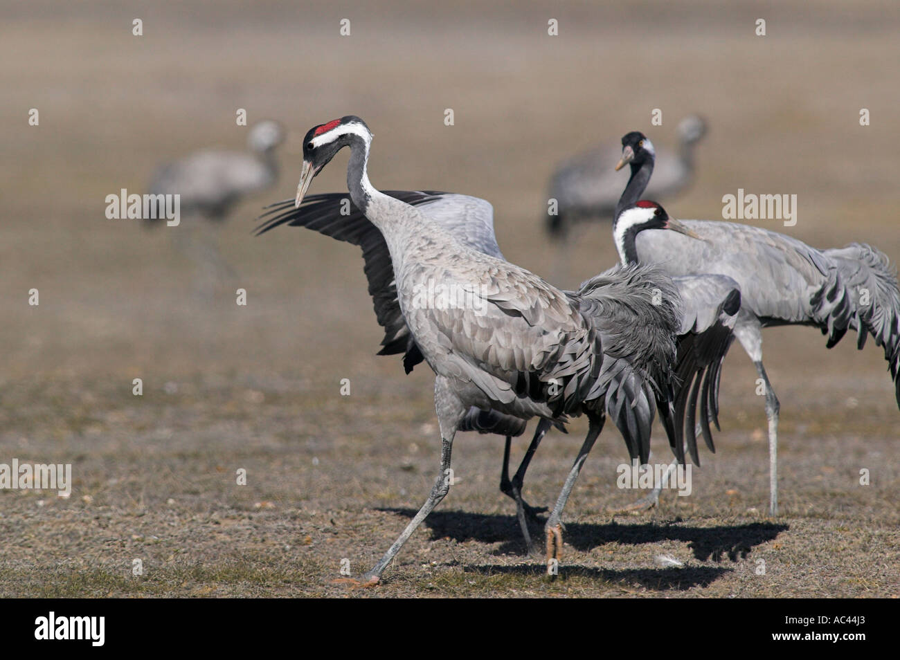 Common European Crane (Grus grus). Gallocanta, Spain Stock Photo - Alamy
