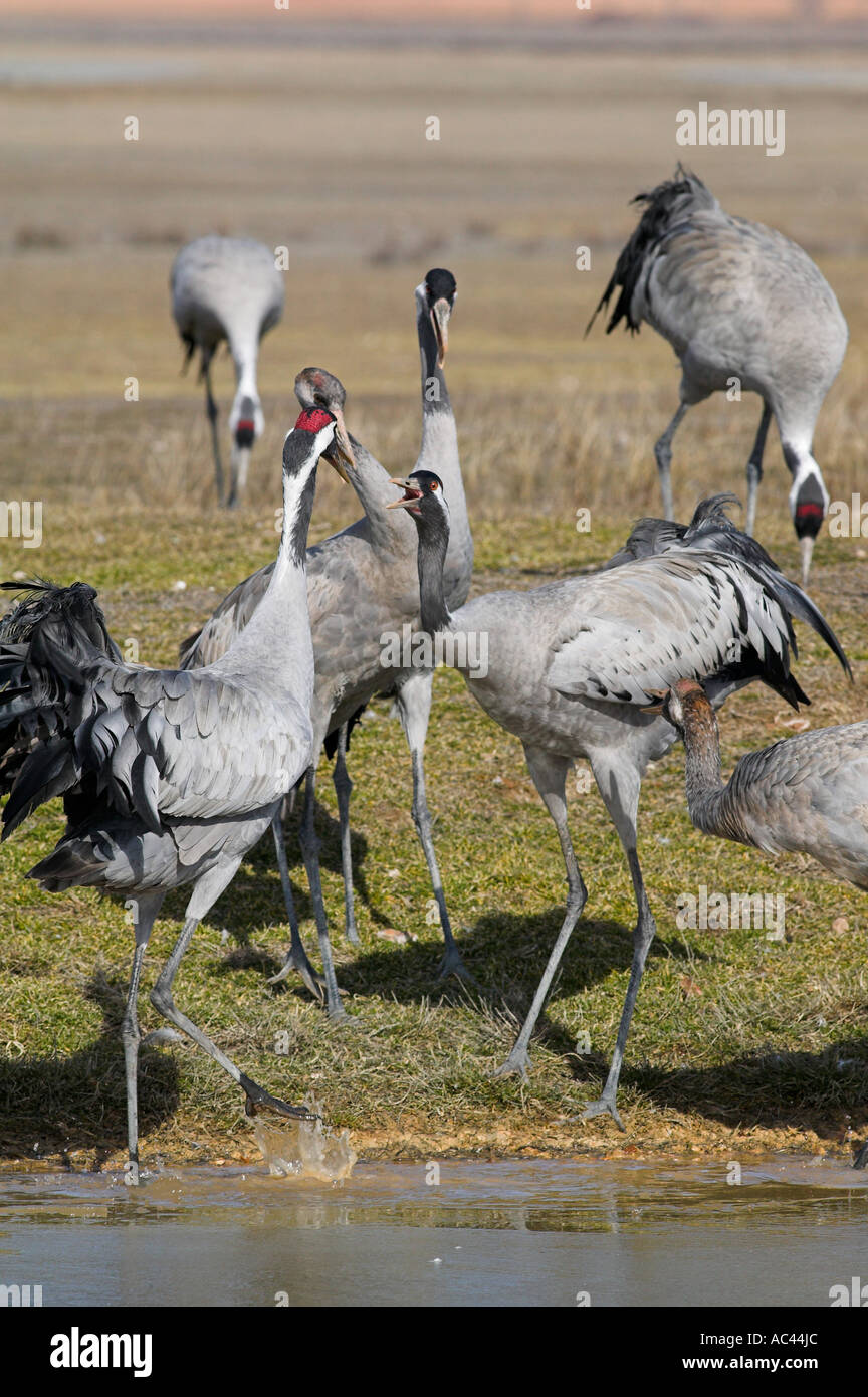 Common European Crane (Grus grus). Gallocanta, Spain Stock Photo - Alamy