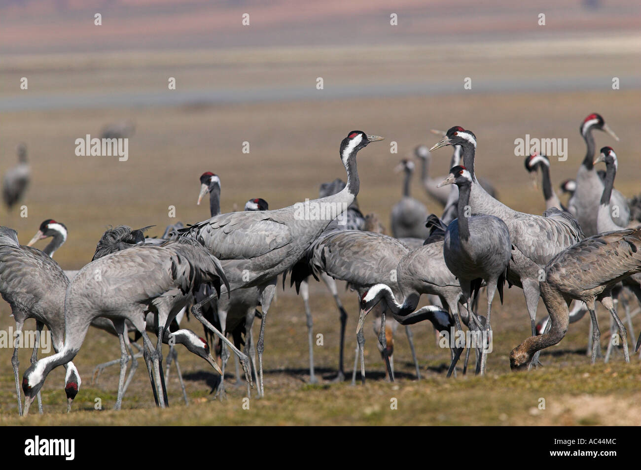 Common European Crane (Grus grus). Gallocanta, Spain Stock Photo - Alamy