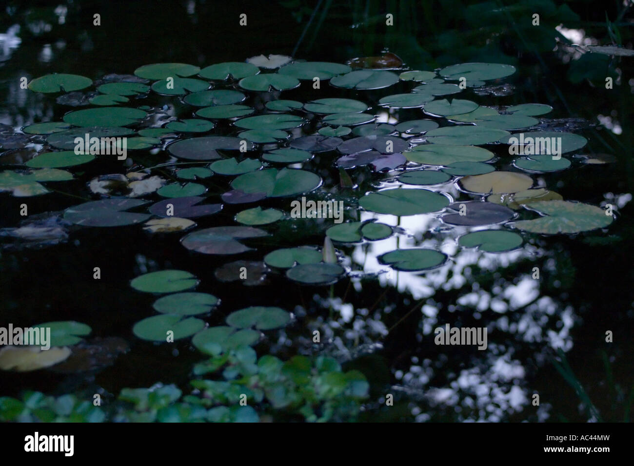 pond at night Stock Photo - Alamy