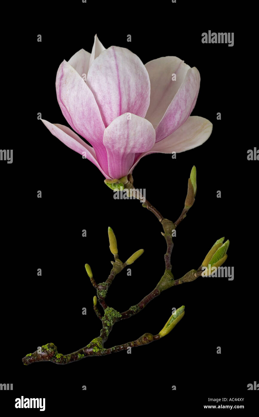 Magnolia grandiflora arbre hi-res stock photography and images - Alamy