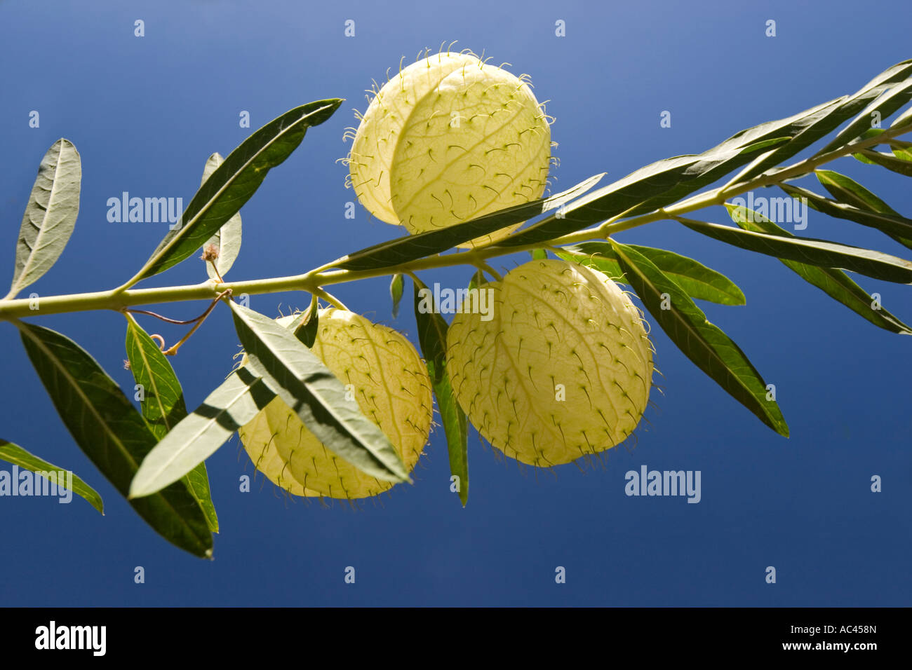 Balloon cotton bush fruit on their branch (Gomphocarpus physocarpus ...