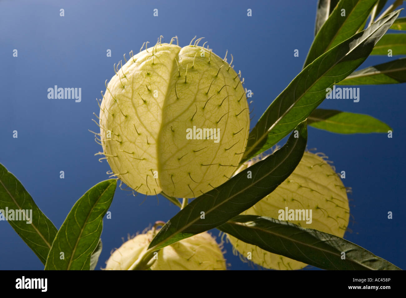 Balloon cotton bush fruit on their branch (Gomphocarpus physocarpus ...