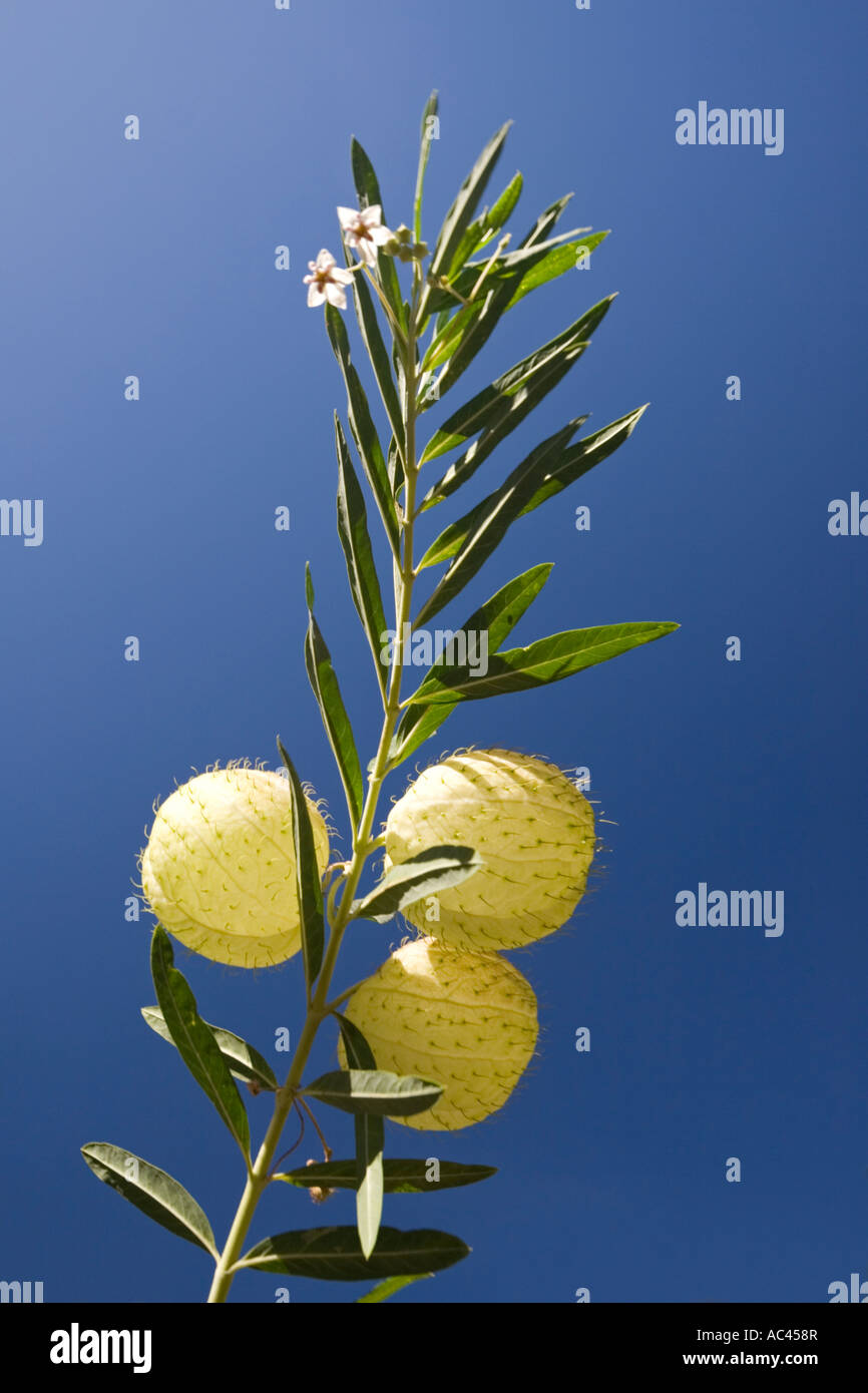 Fleur et fruit de capsule hi-res stock photography and images - Alamy