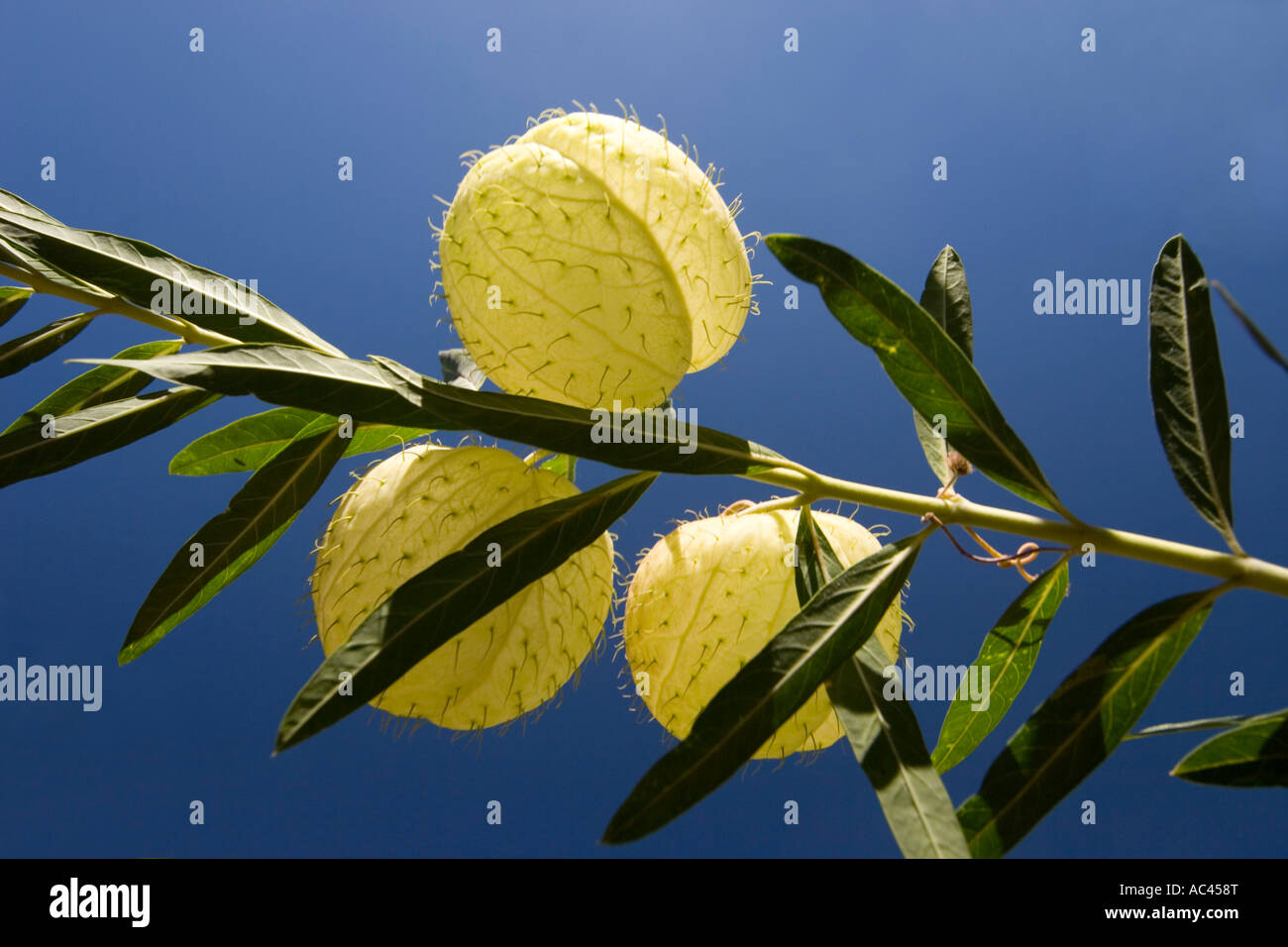 Balloon cotton bush fruit on their branch (Gomphocarpus physocarpus ...