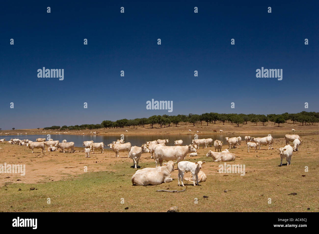 Intensive cattle rearing hi-res stock photography and images - Alamy