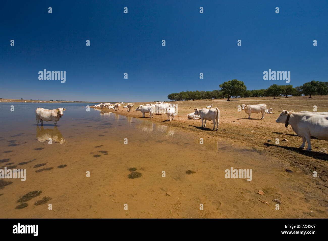 Intensive cattle rearing hi-res stock photography and images - Alamy