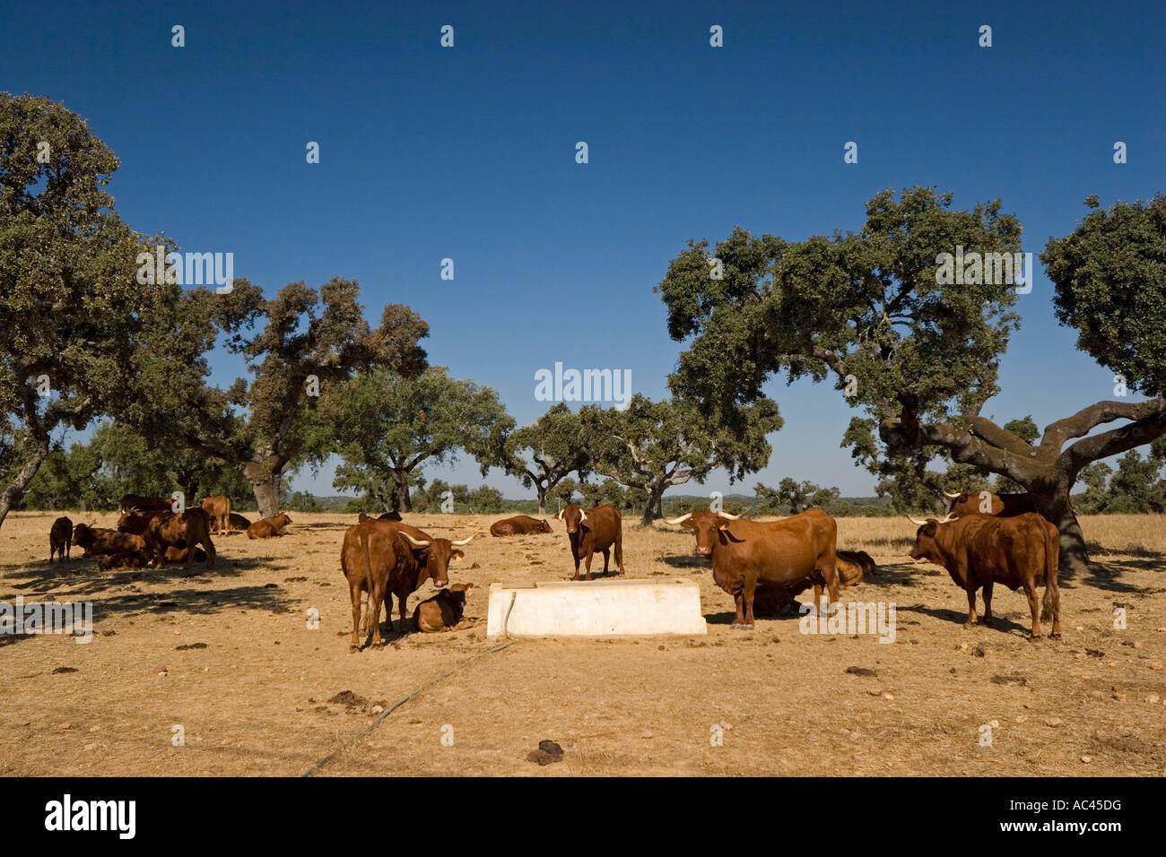 An extensive Alentejana cattle rearing (Portugal). Elevage extensif de ...
