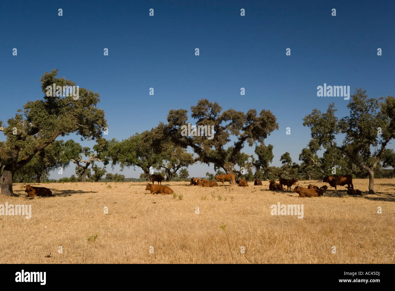 Intensive cattle rearing hi-res stock photography and images - Alamy