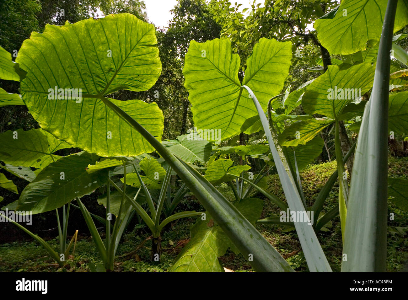 Upright Elephant Ear leaves in a forest of the Chiapas (Mexico ...