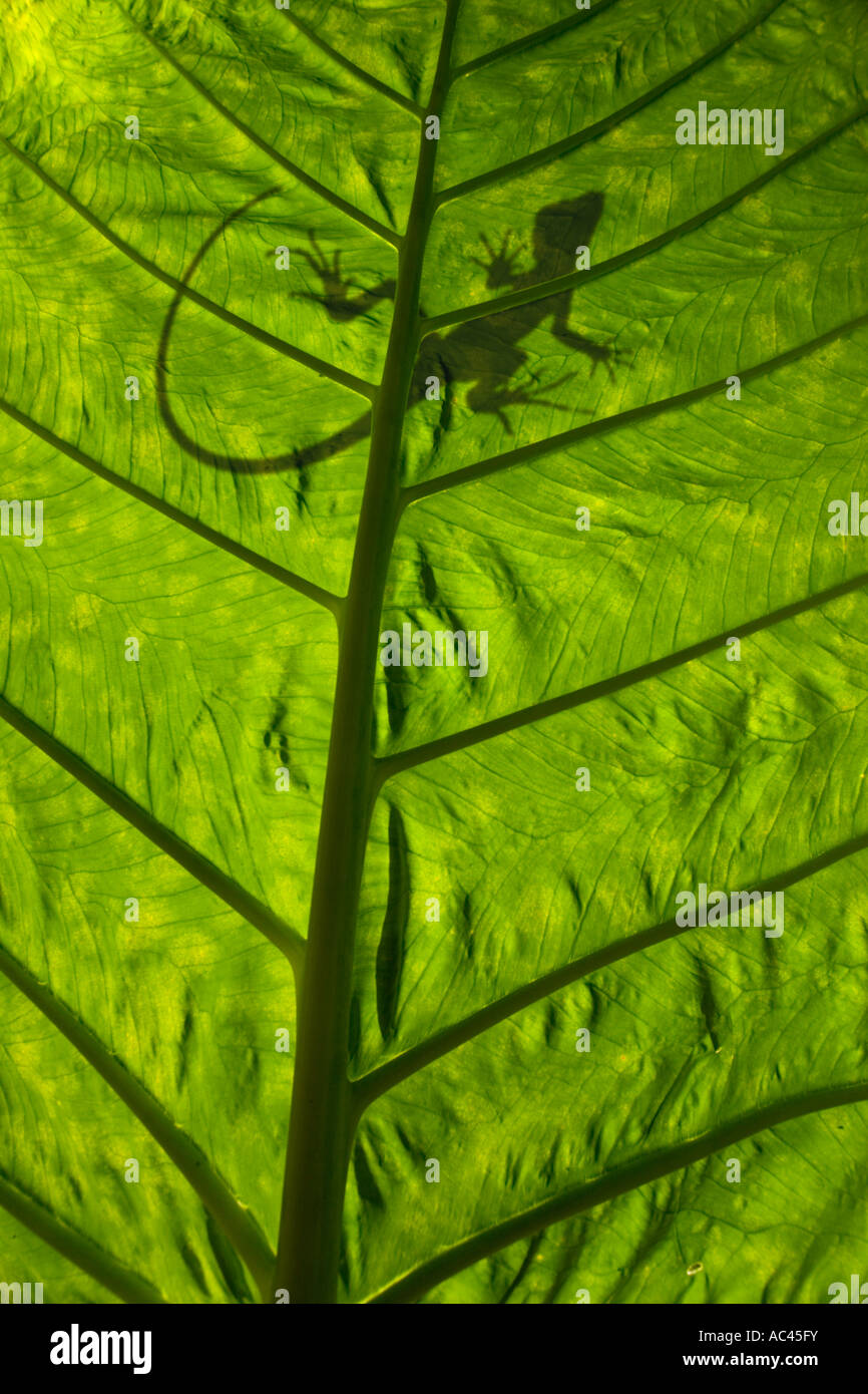 A green crested Basilisk outline (Basiliscus plumifrons), backlit taken ...
