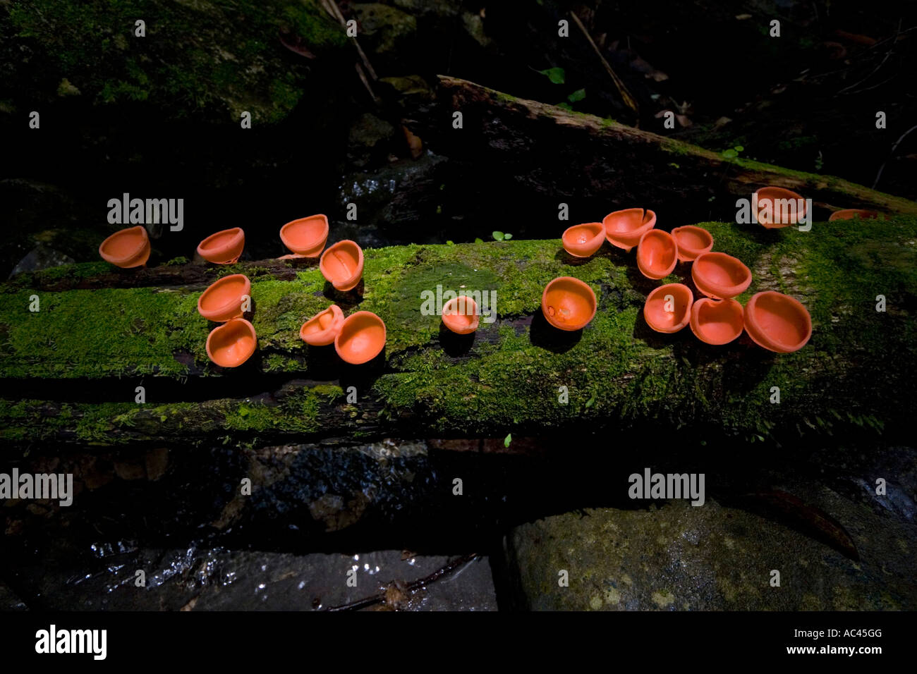 Cup Fungus (Cookeina sp) on a dead tree (Mexico Stock Photo - Alamy