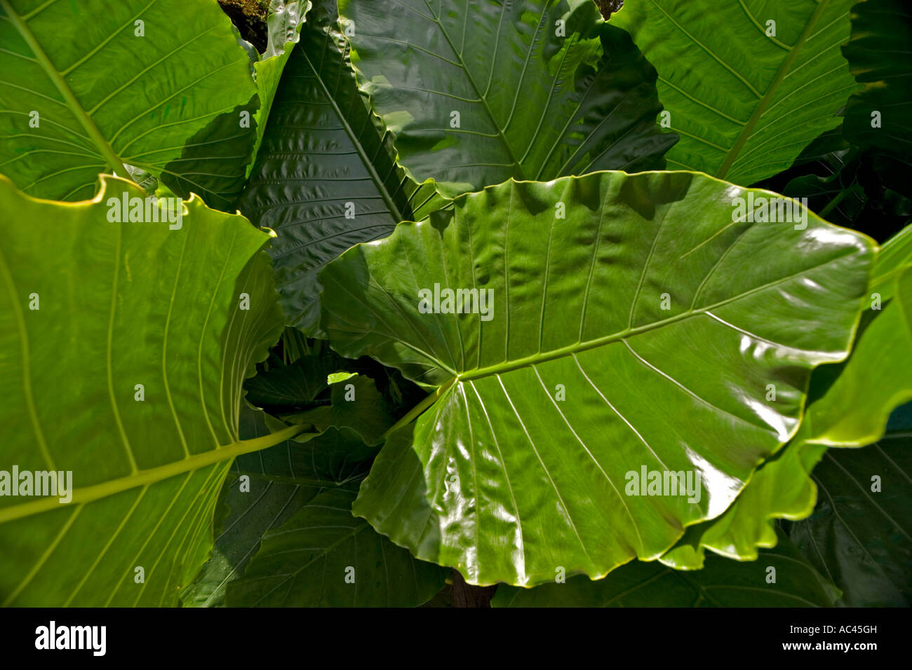 Upright Elephant Ear leaves, in a forest of the Chiapas (Mexico ...
