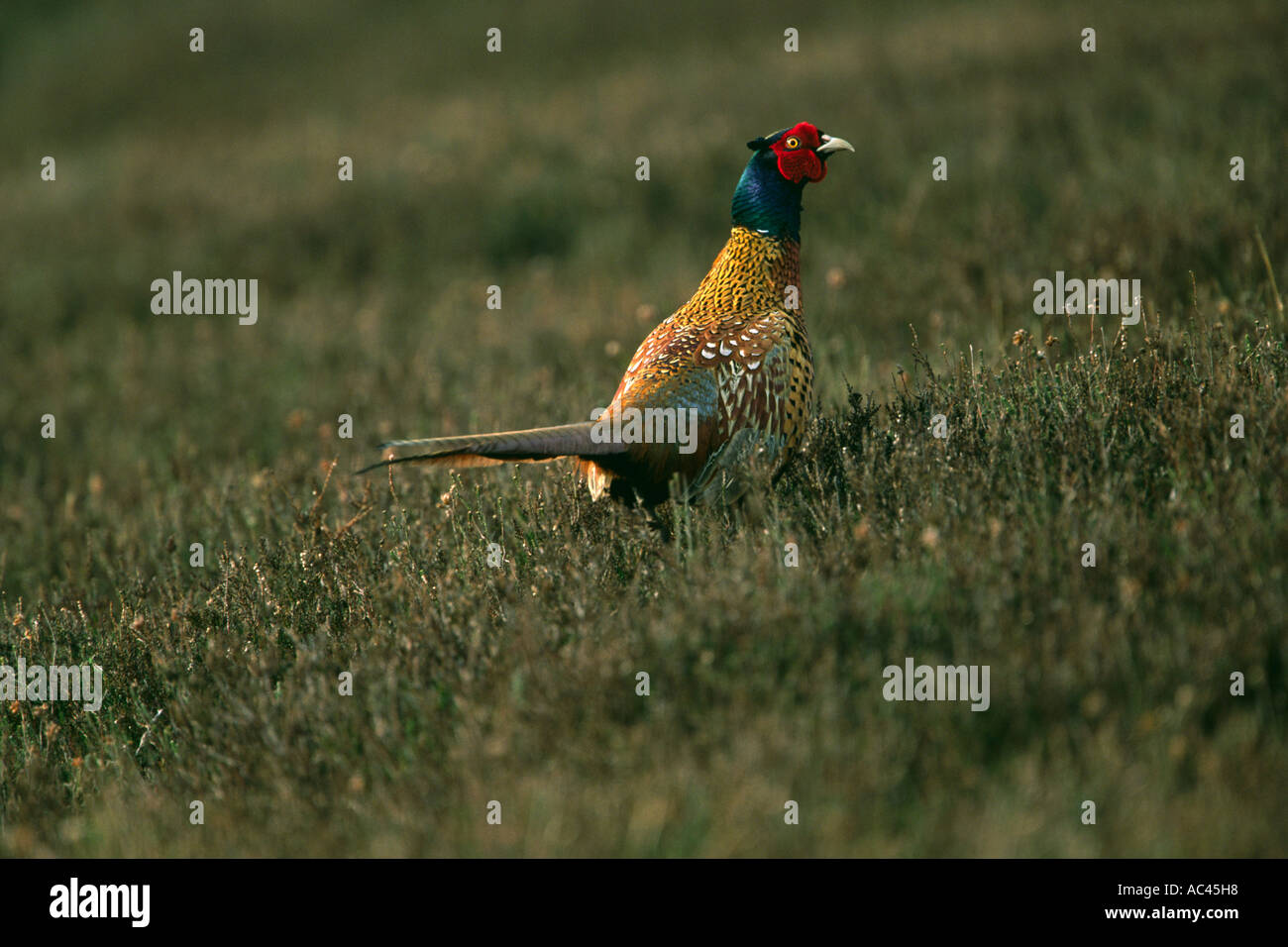 Wild pheasant moorland hi-res stock photography and images - Alamy