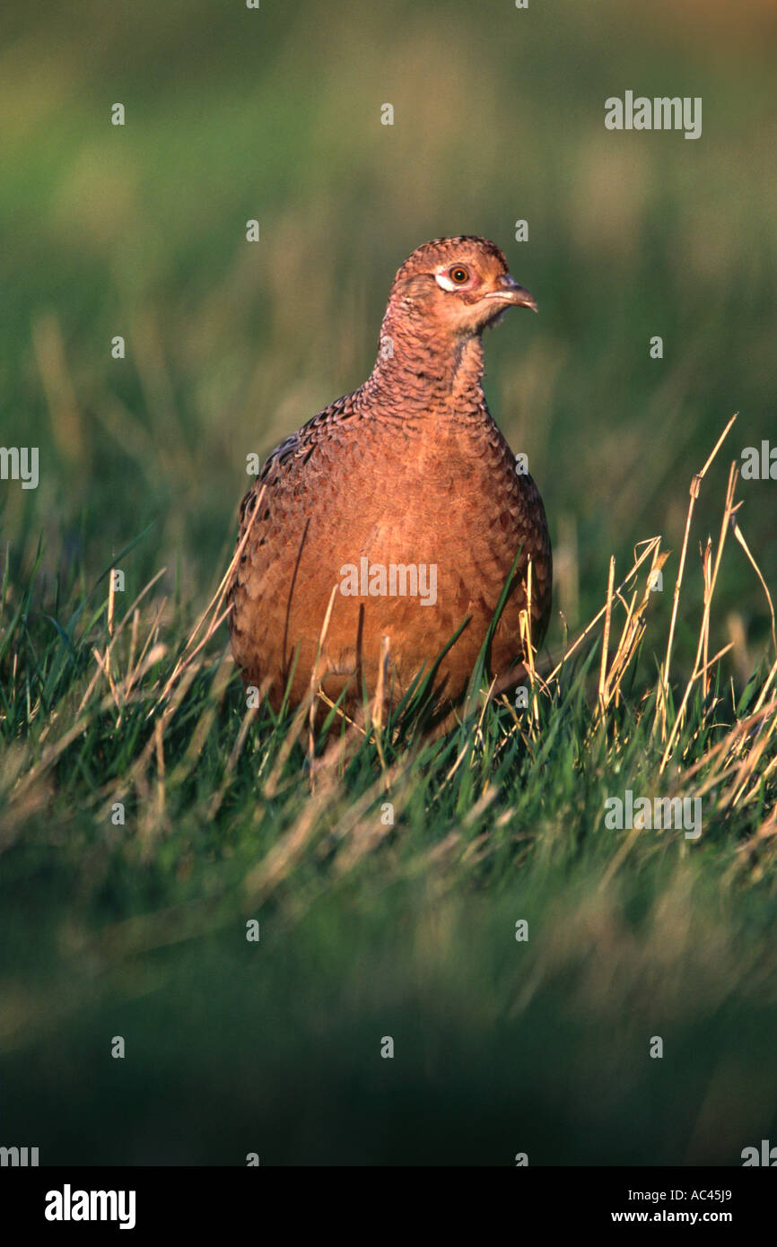 Ring necked pheasant pheasants common game bird birds hi-res stock ...