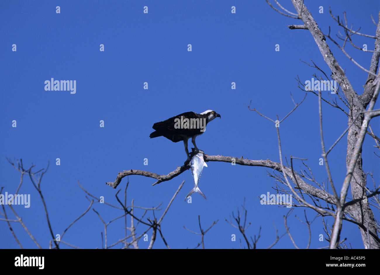 Osprey in tree eating fish hi-res stock photography and images - Alamy