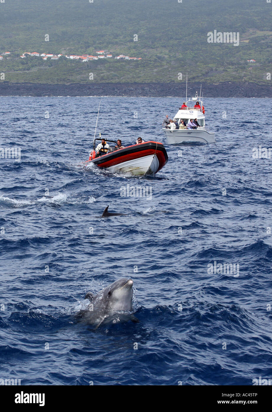 People dolphin watching in two boats watch bottlenose dolphins, the ...