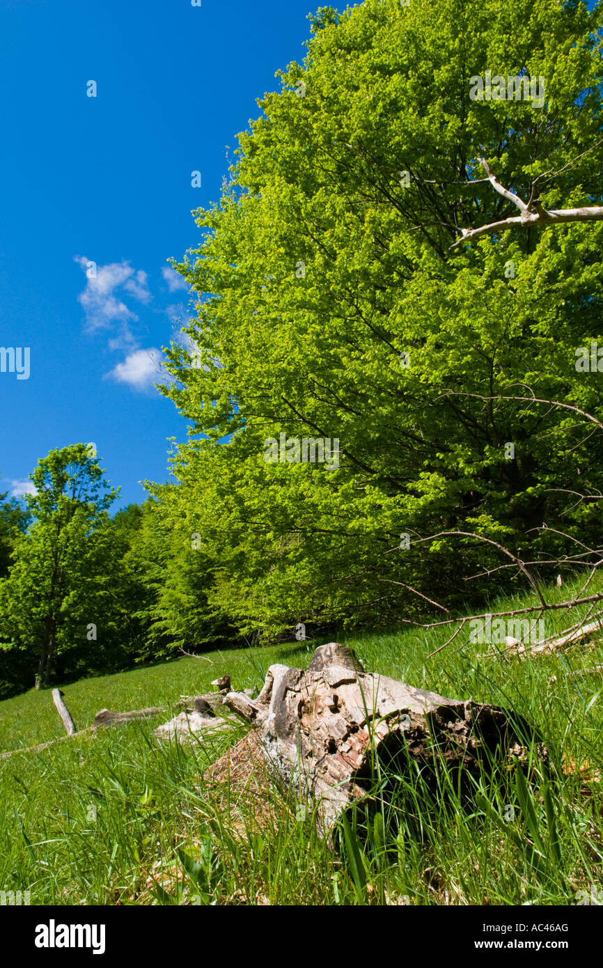 Fallen tree log in vivid green forest Stock Photo - Alamy