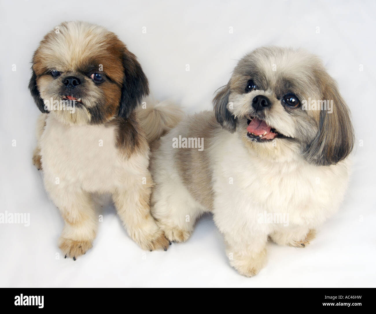 two dogs give different facial expressions Stock Photo - Alamy