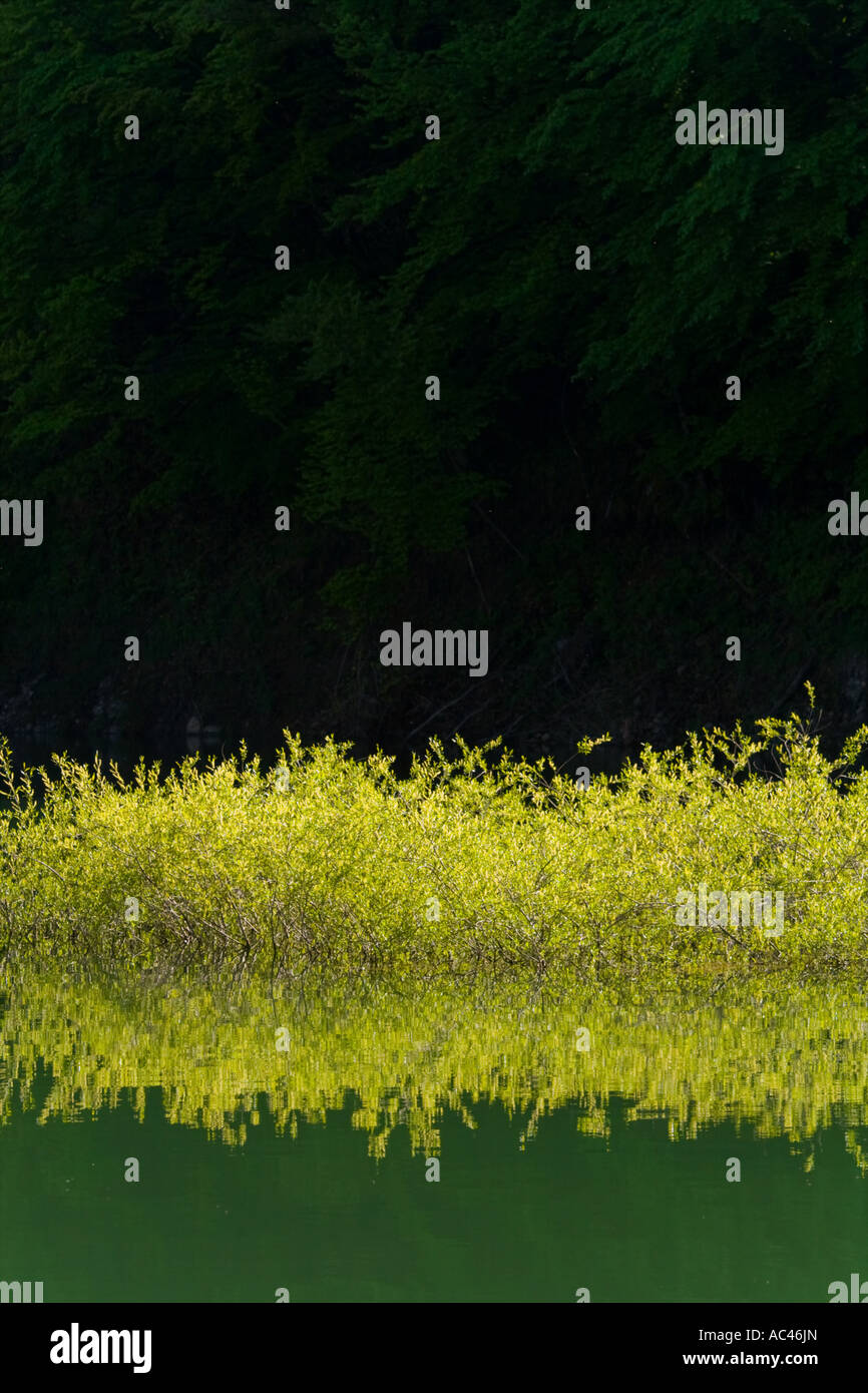 Mirror image shrub hi-res stock photography and images - Alamy