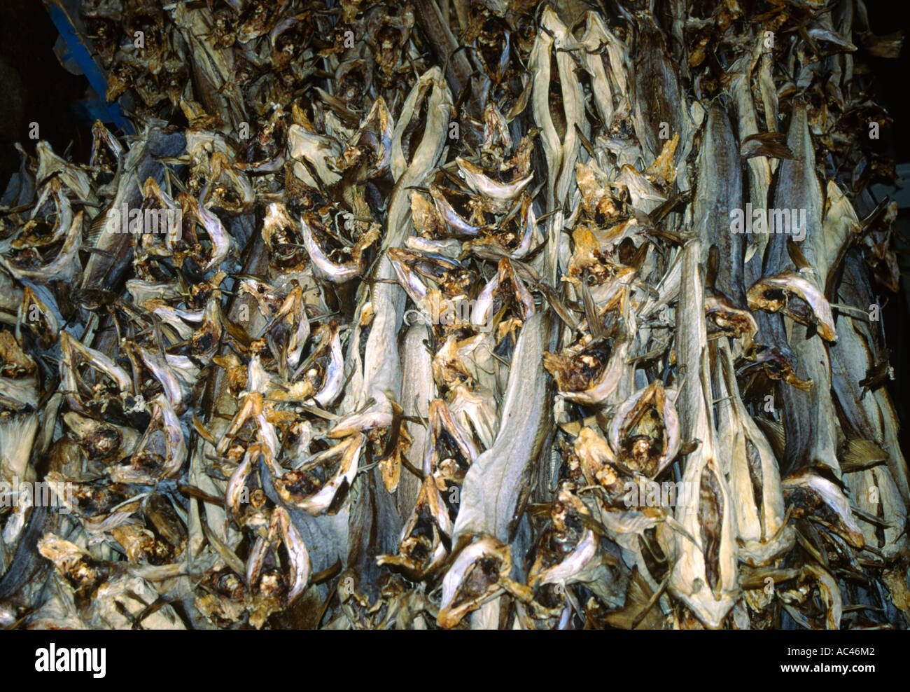 Cod fish hanging out to dry in the Lofoten islands archipelago in ...