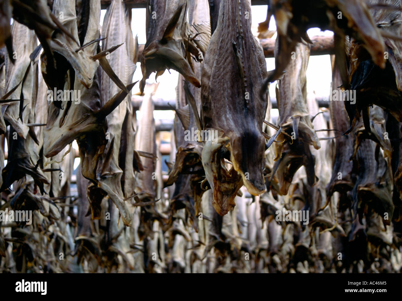 Cod fish heads hanging out to dry in the Lofoten islands archipelago in ...